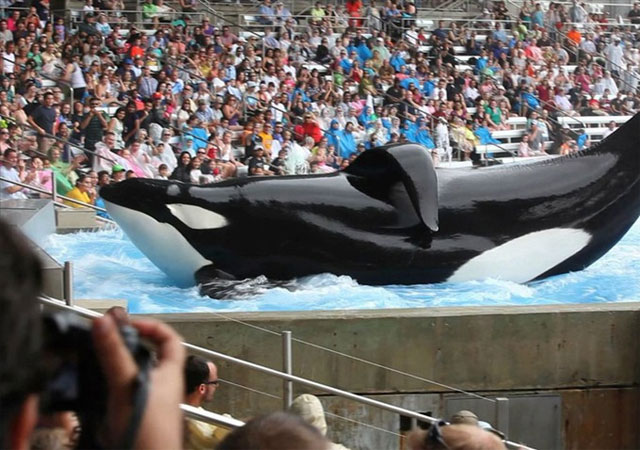 Blackfish nabízí otázky k zamyšlení. Zacházíme s přírodou správně ...
