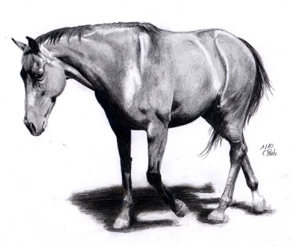 Kreslení koně v pohybu: Naučte se zachytit krok, klus, cval i trysk ...